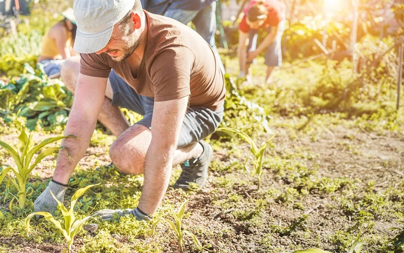 Seasonal Worker Programme: Visa Subclass 403 - Coleman Greig Lawyers